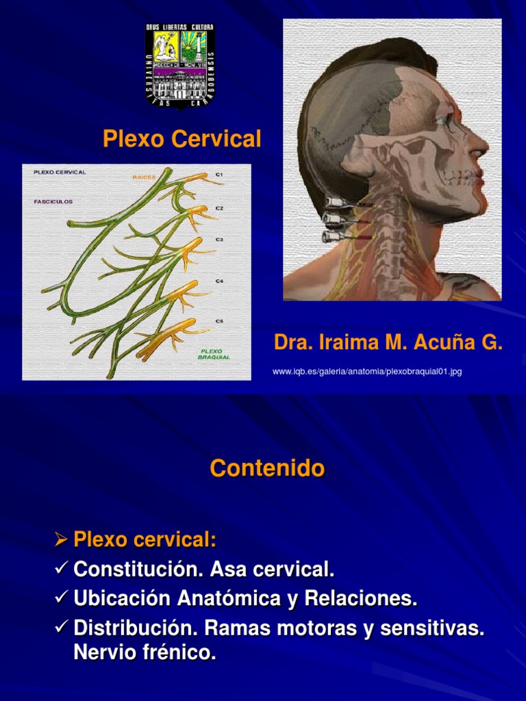 Anatomía del Plexo Cervical y Nervios | PDF | Anatomia animal ...