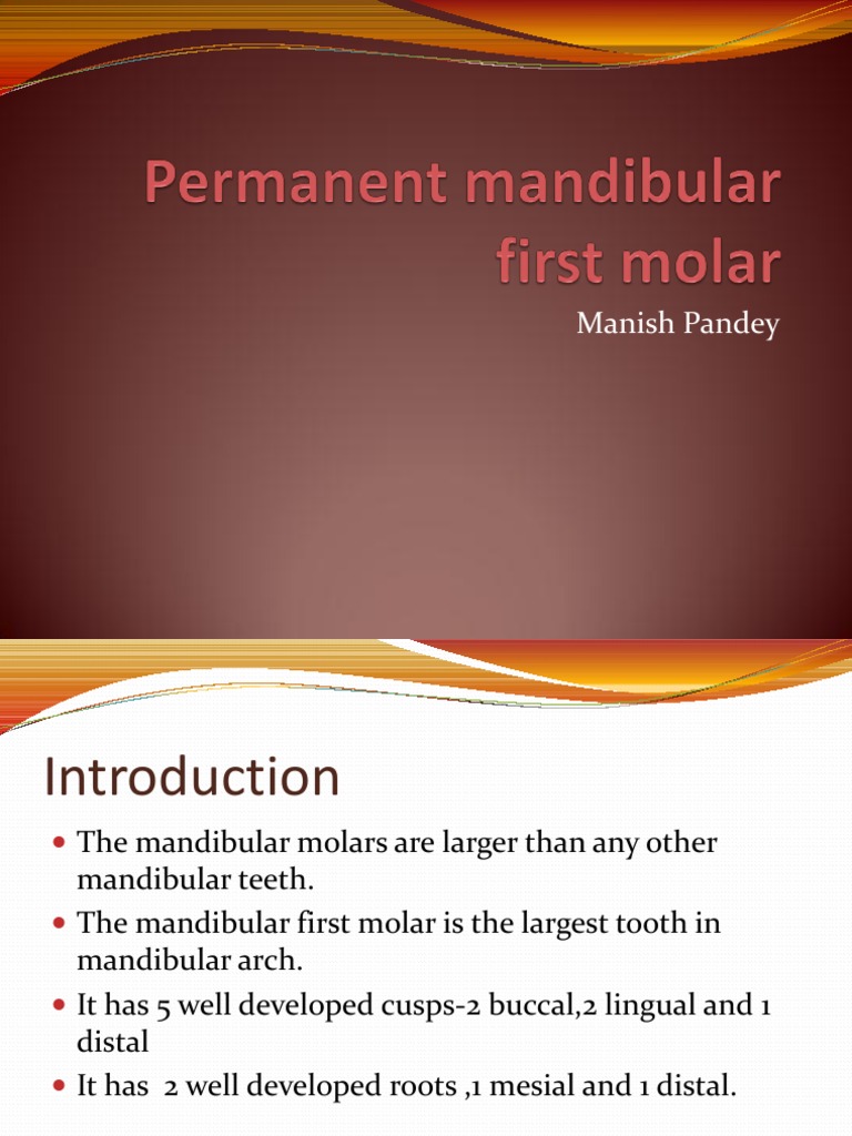 Permanent Mandibular First Molar | PDF | Mouth | Dentistry Branches