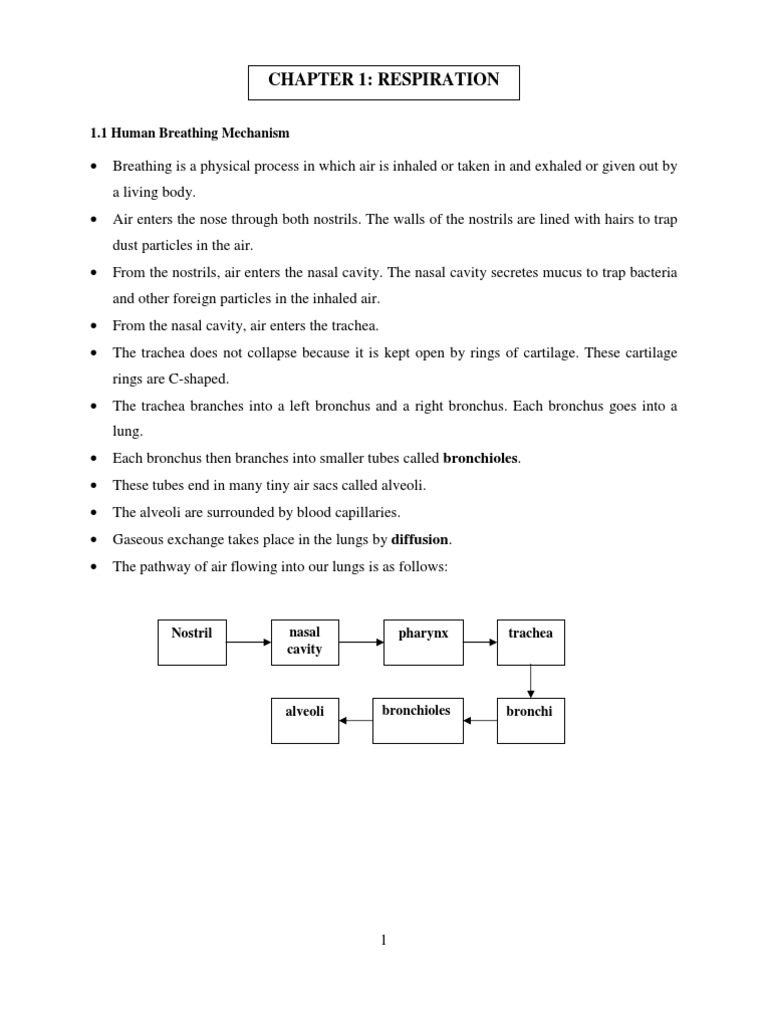 Science Form 3 Chapter 1 - Respiration (Notes) | PDF | Lung ...