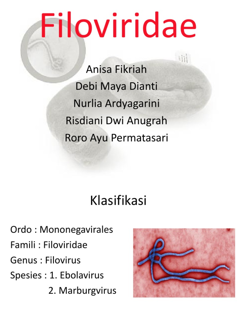 Filoviridae Presentase Jadi - PPTX - 2 | PDF