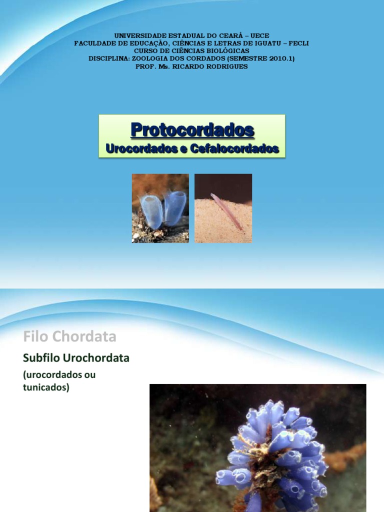 Cordados - Protocordados | PDF | Zoologia | Cordados