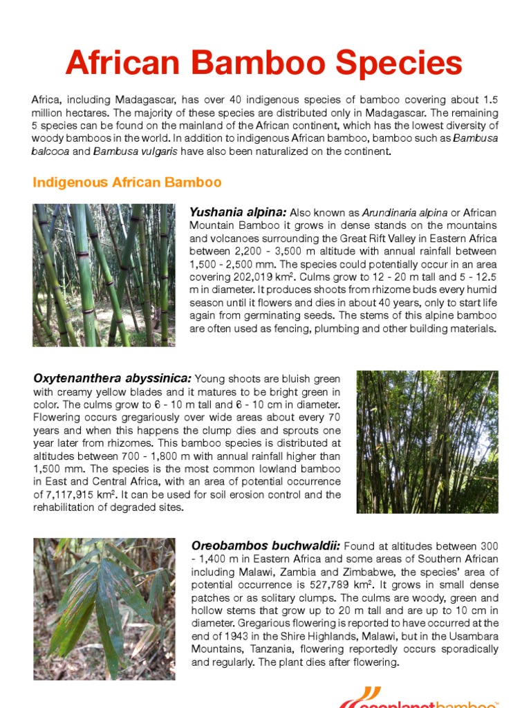 African Bamboo Species | Bamboo | Plants
