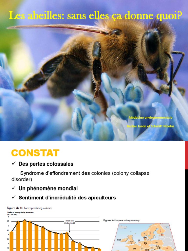 Impact de la disparition des abeilles | PDF | Abeilles | Biologie