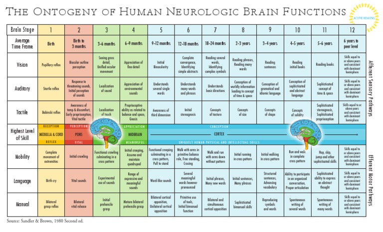 Human Neurologic Development Stages | PDF | Somatosensory System ...