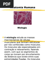 Classificação do Somatotipo Humano | PDF | Humano | Anatomia humana