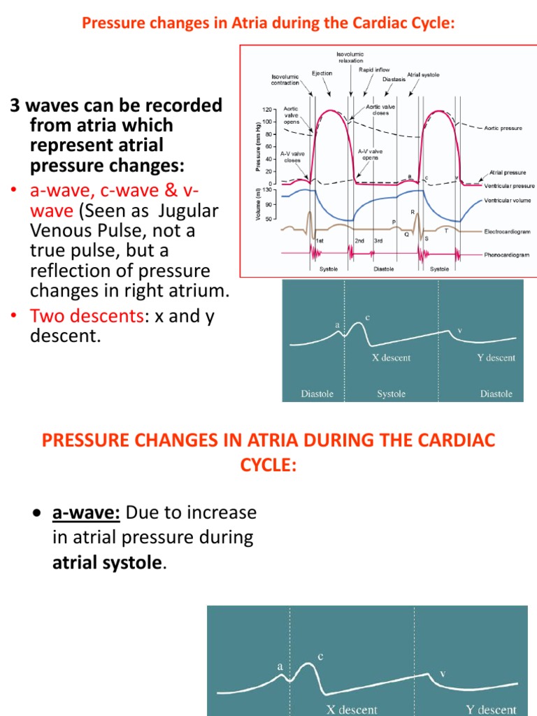 Lecture On Atrial Pressure Changes and JVP by Dr. Roomi | PDF | Atrium ...