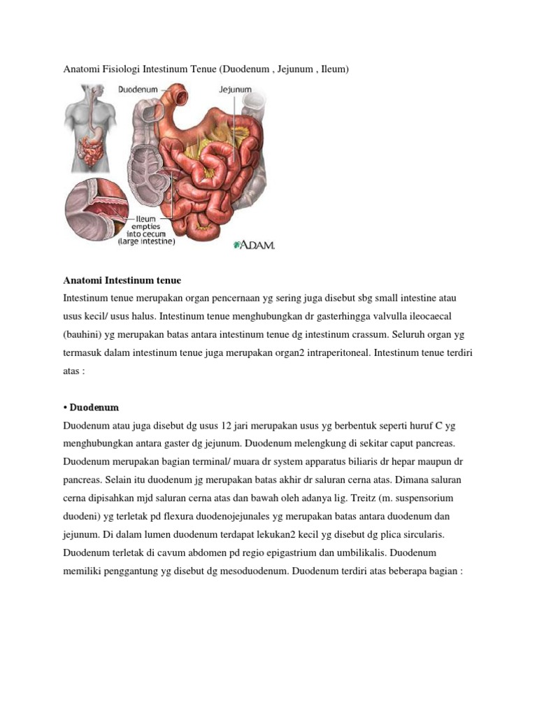 Anatomi Fisiologi Intestinum Tenue