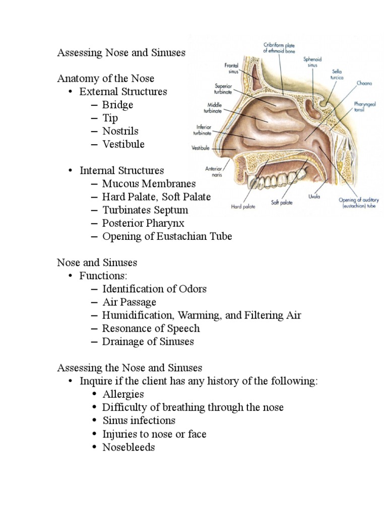 Assessing Nose and Sinuses | PDF