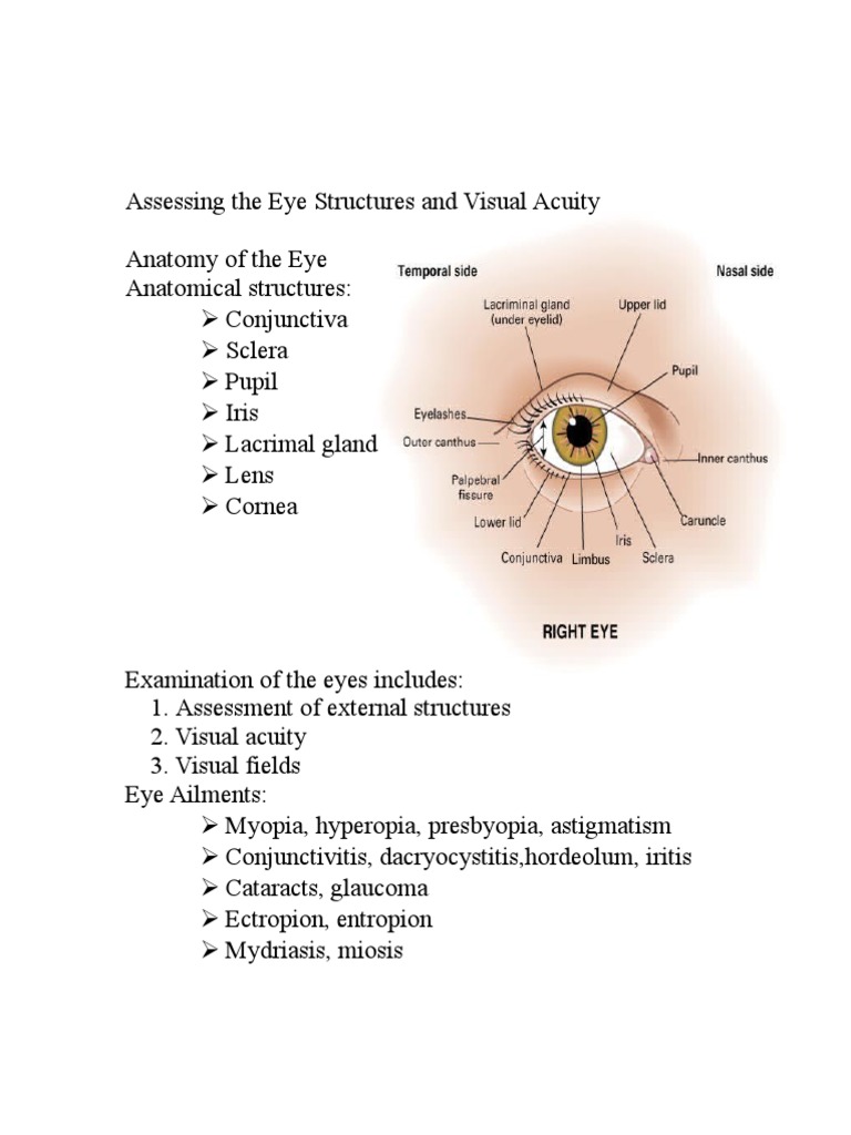 Assessing The Eye Structures and Visual Acuity | PDF | Visual Acuity | Human Eye