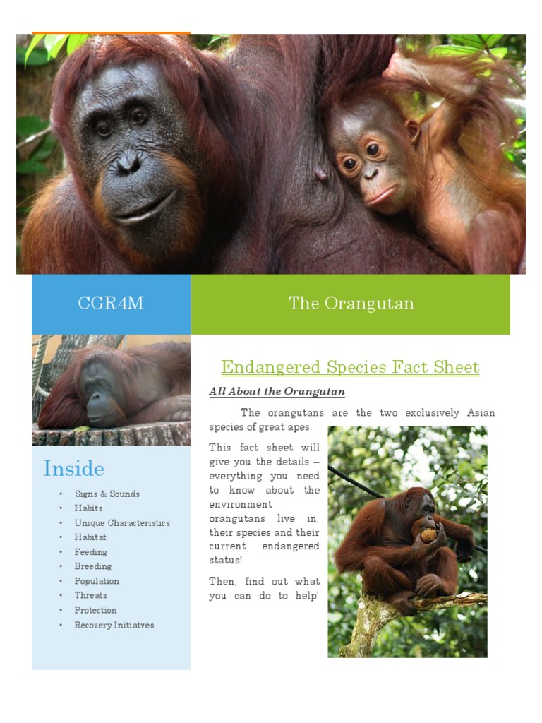 CGR4M Endangered Orangutans Fact Sheet | PDF | Orangutan | Mammals