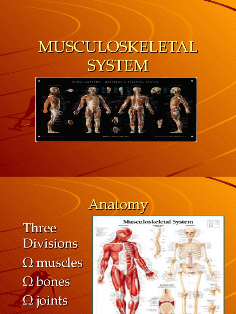 Musculoskeletal System | Anatomical Terms Of Motion | Human ...