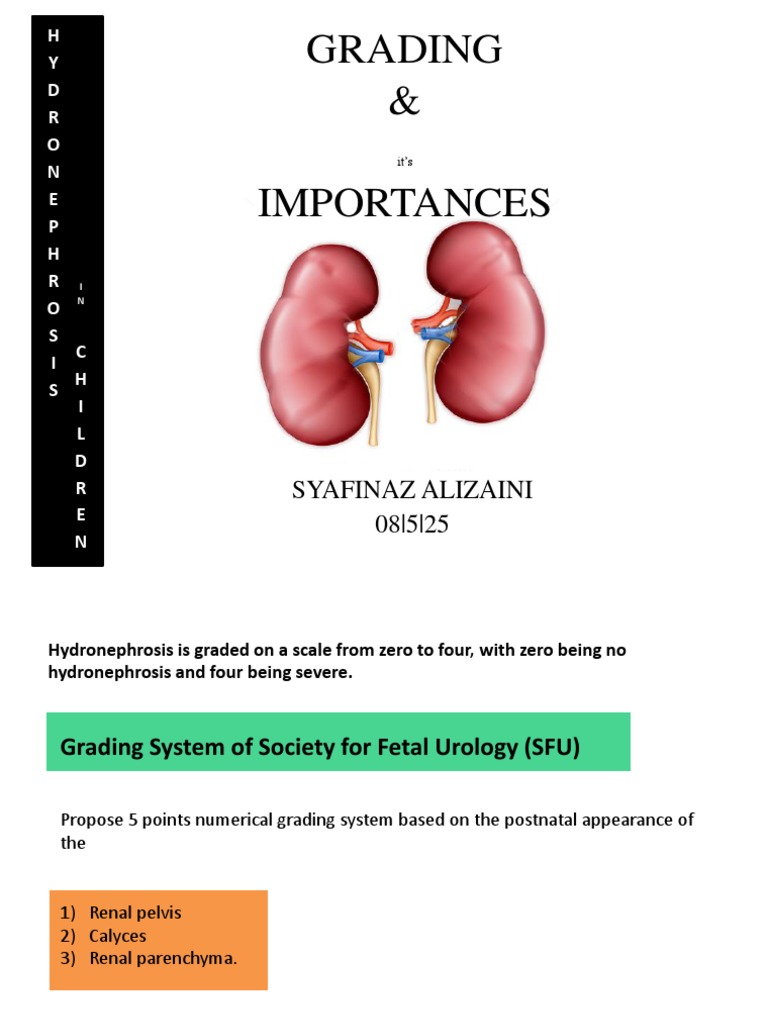 Grading of Hydronephrosis | PDF | Kidney | Pelvis
