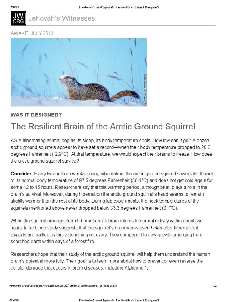 The Arctic Ground Squirrel's Resilient Brain - Was It Designed | PDF