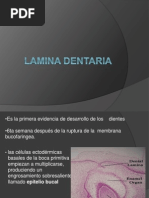 Planos Terminales | PDF | Anatomia dental | Boca