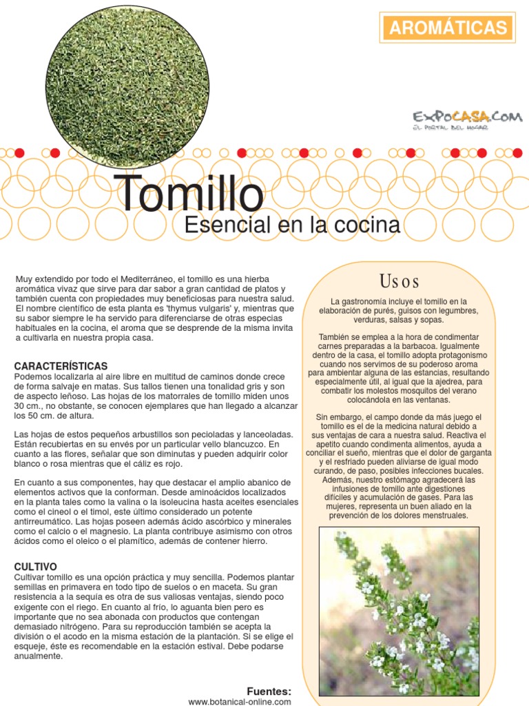 Tomillo | PDF