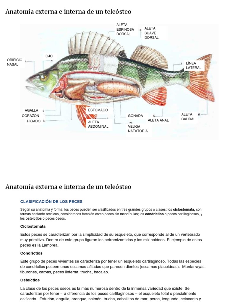 Anatomía de los Peces Teleósteos | PDF