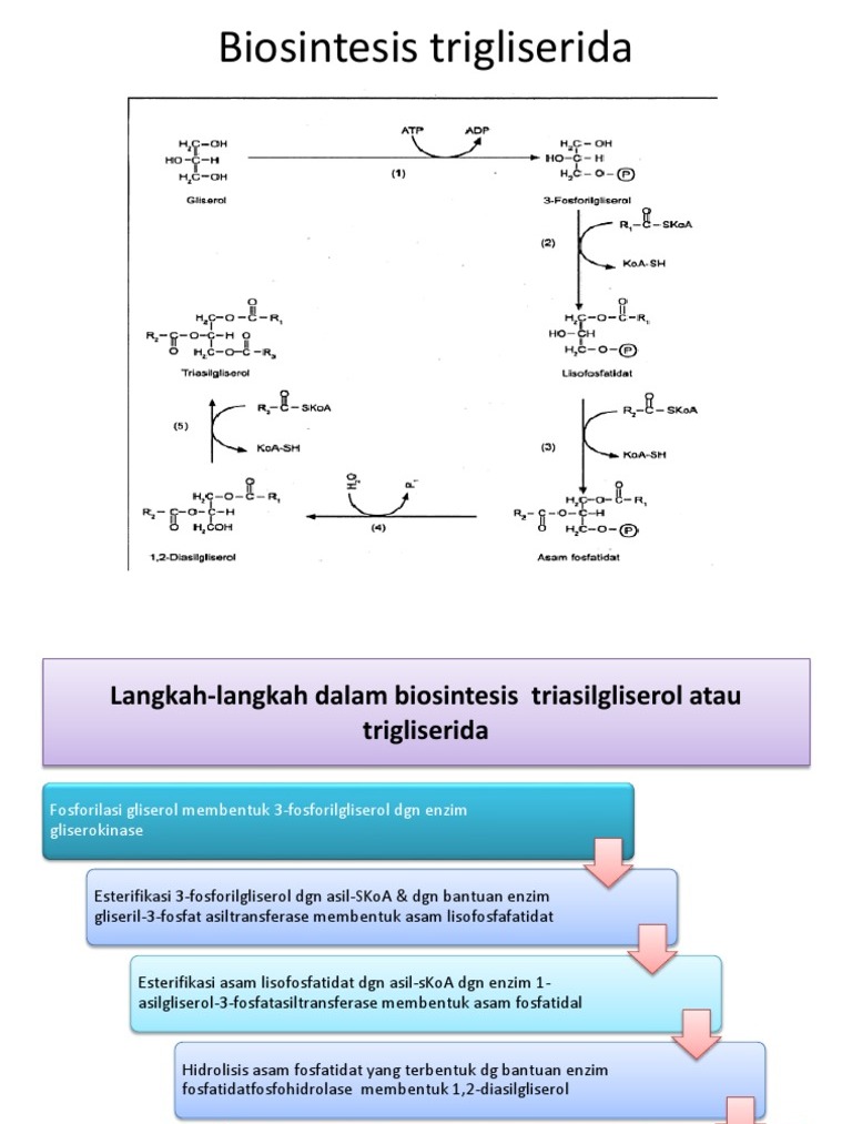 Biosintesis trigliserida