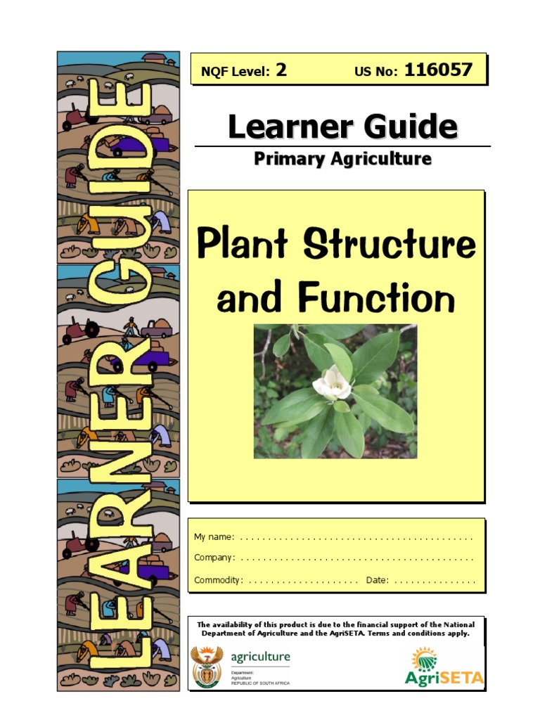 Plant Structure and Function - Learner's Guide | PDF | Seed | Root