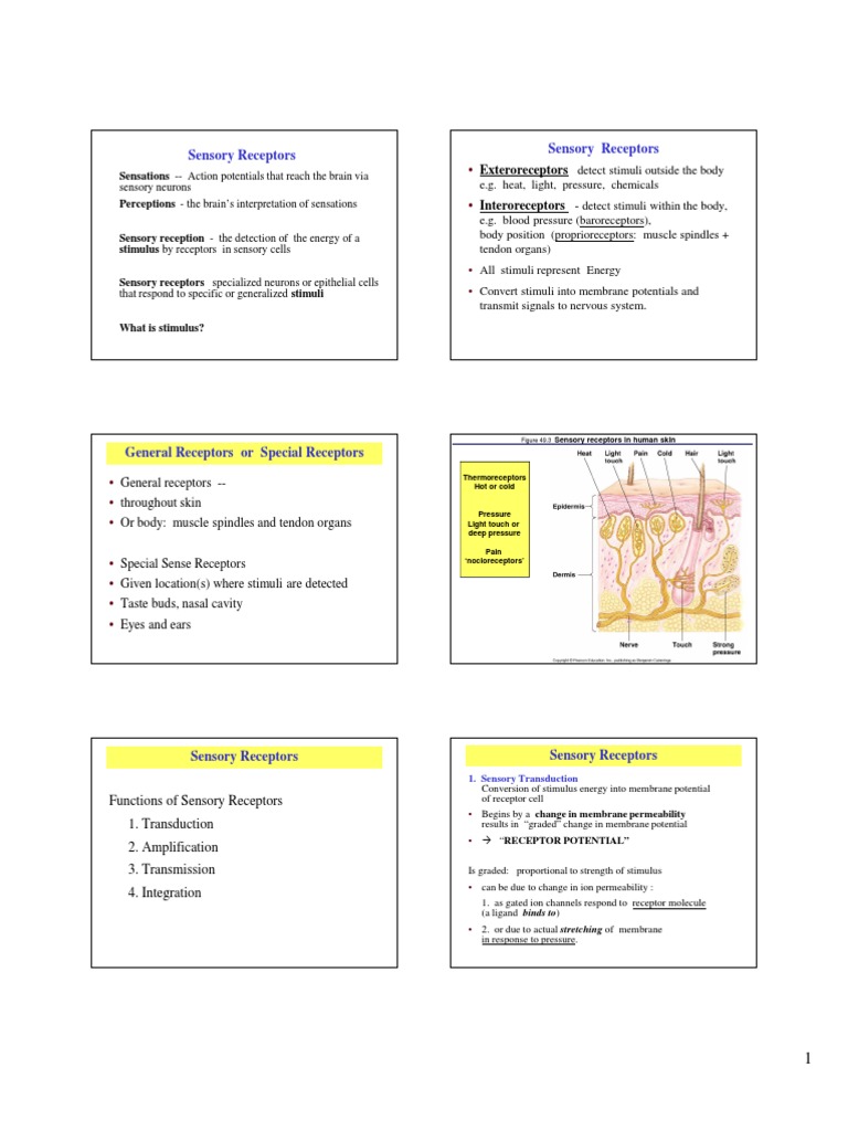 Sensory Receptors Sensory Receptors: Exteroreceptors | PDF | Stimulus (Physiology) | Ear
