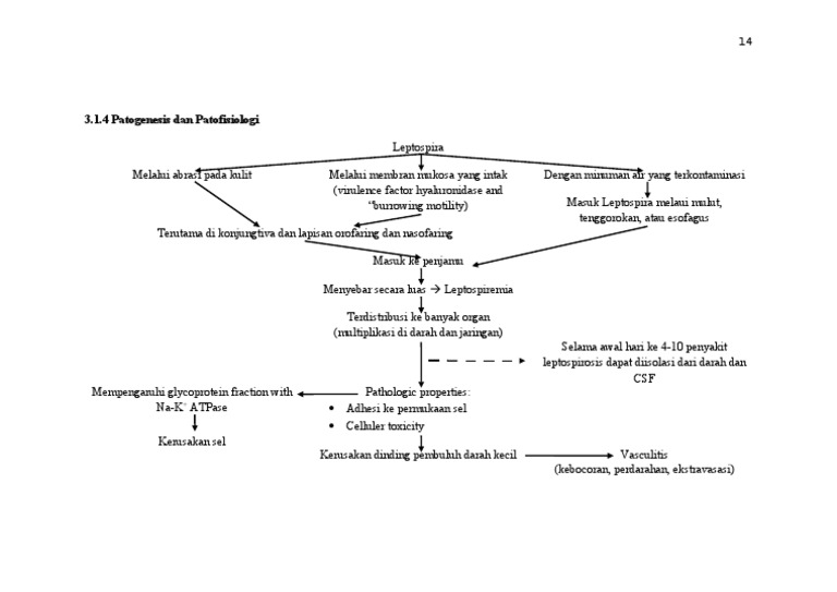 Patogenesis Dan Patofisiologi Leptospirosis