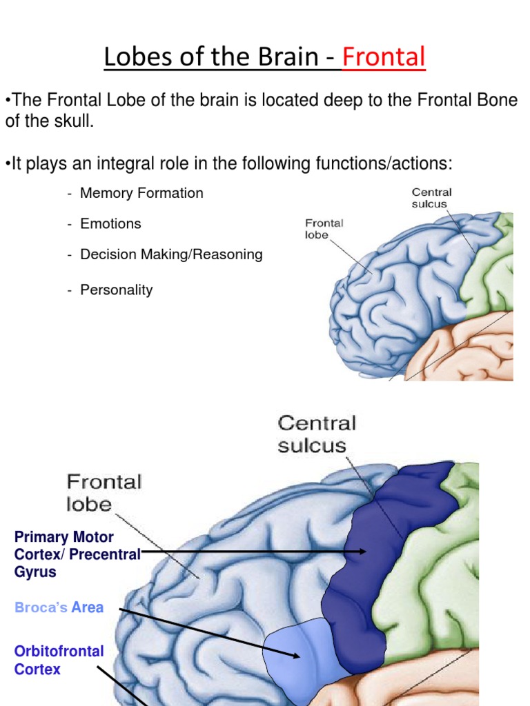Lobes of The Brain - Frontal | PDF | Cerebral Cortex | Parietal Lobe