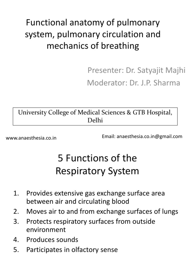 Anatomy of the Respiratory System | PDF | Larynx | Lung