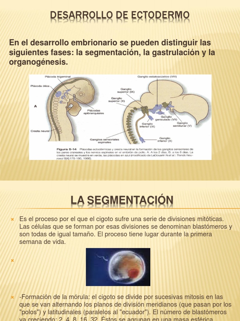 Desarrollo de Ectodermo | PDF | Placenta | Reproducción