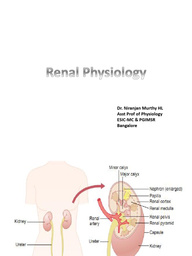 Renal Physiology | PDF | Renal Function | Kidney