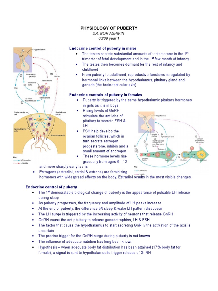 Physiology of Puberty | Puberty | Luteinizing Hormone
