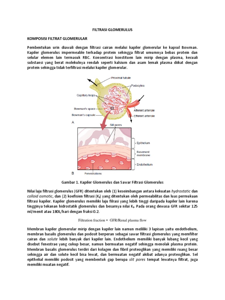 Filtrasi Glomerulus