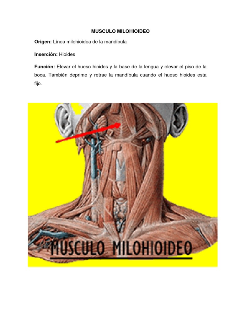 Musculo Milohioideo | Descargar gratis PDF | Tejido suave | Anatomía de ...
