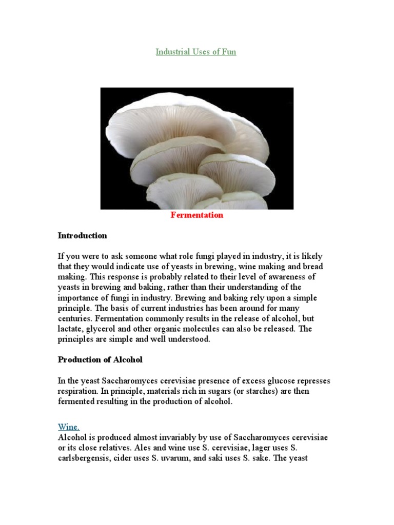 Industrial Uses of Fungi (2) | Fungus | Brewing