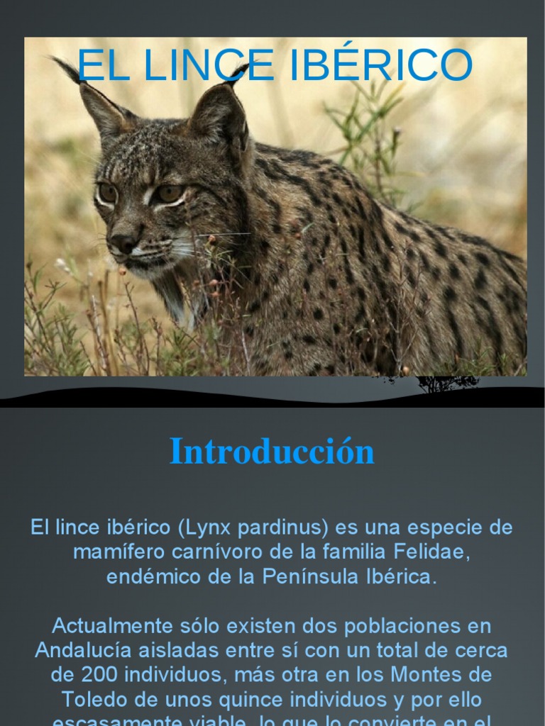 El Lince Ibérico | Organismos | Conservación