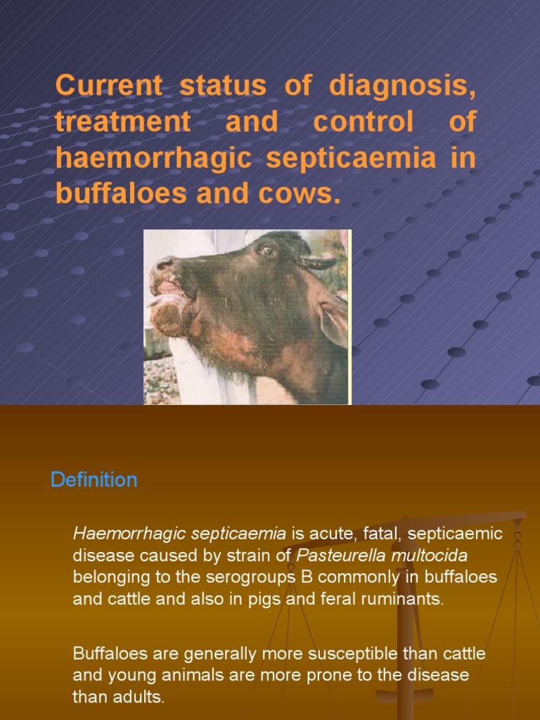 Hemorrhagic Septicemia in Cattle: Diagnosis & Treatment | PDF ...