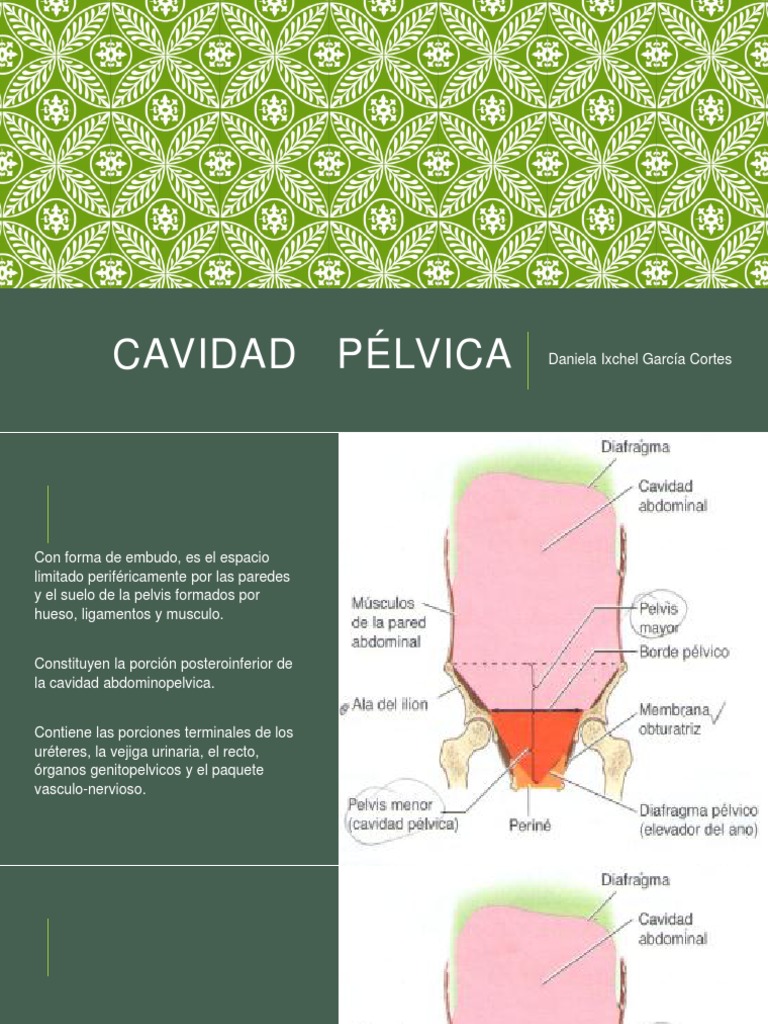 Cavidad Pélvica Pdf Pelvis Anatomía