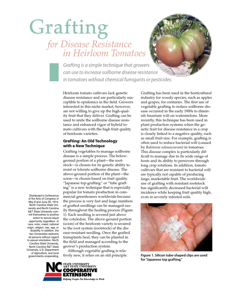 Tube Grafting Technique | Grafting | Tomato