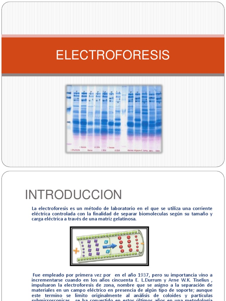 Electroforesis 1 | PDF | Electroforesis | Química
