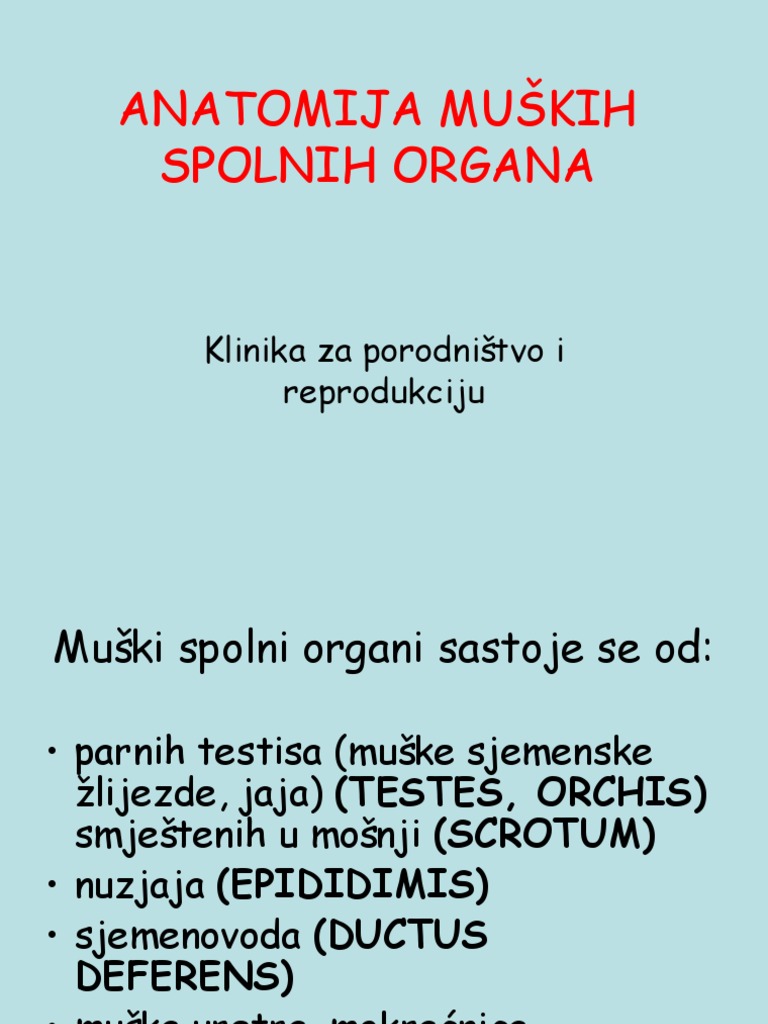 Anatomija Muskih Spolnih Organa | PDF