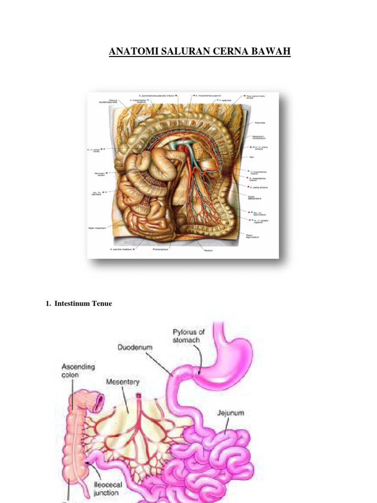 Anatomi Saluran Cerna Bawah | PDF