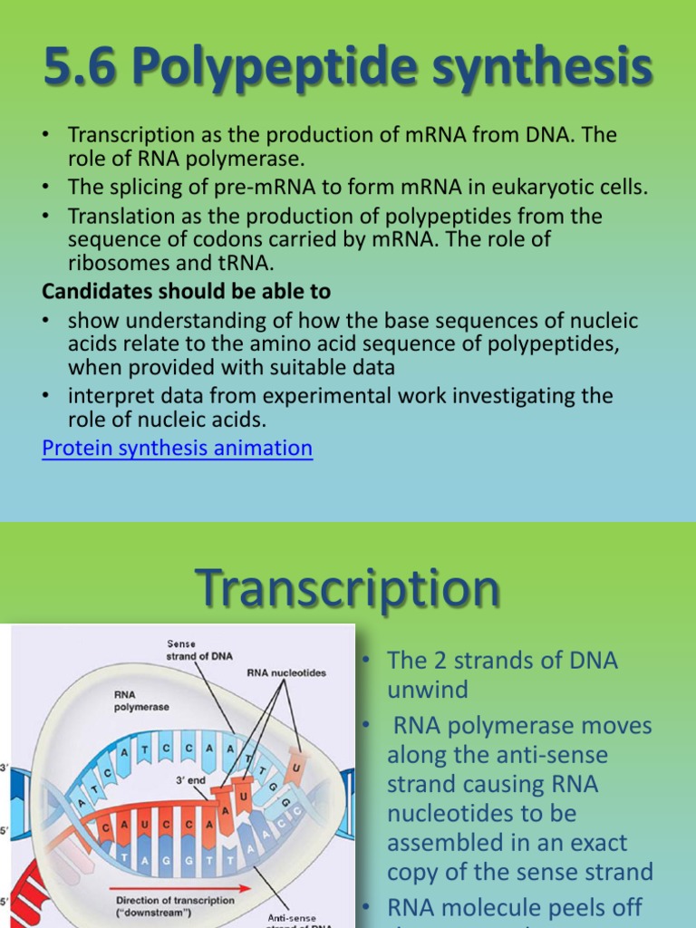 3 Polypeptide Synthesis | PDF