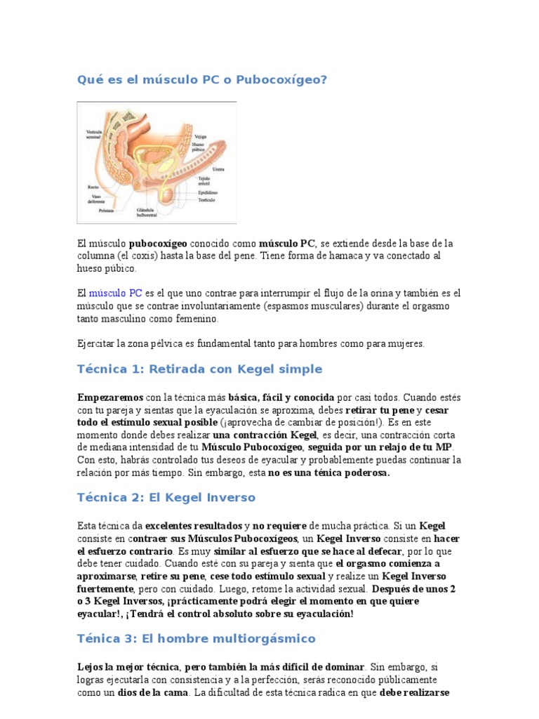 Musculo PC o Pubocoxigeo | PDF | Eyaculación | Orgasmo