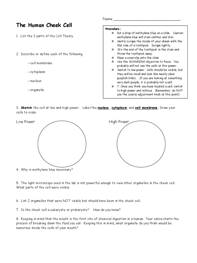 Cheek Cell | PDF | Organelle | Cell (Biology)