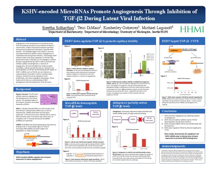 Hhmi Poster | PDF | Micro Rna | Gene Expression