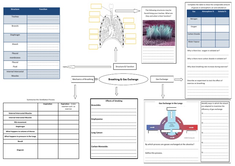 IGCSE Gas Exchange Mind Map | PDF