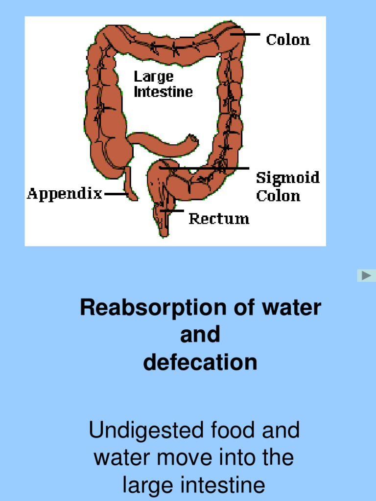 Reabsorption of Water | PDF