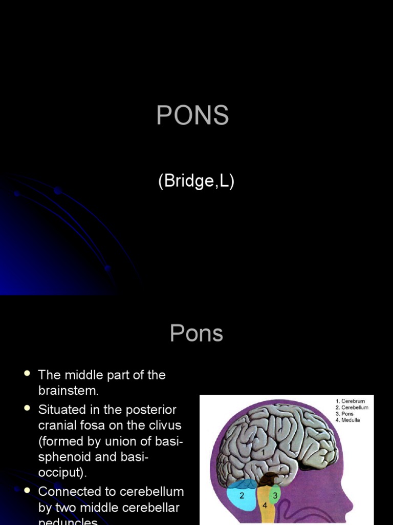 Anatomy and Function of the Pons | PDF | Brainstem | Cerebellum