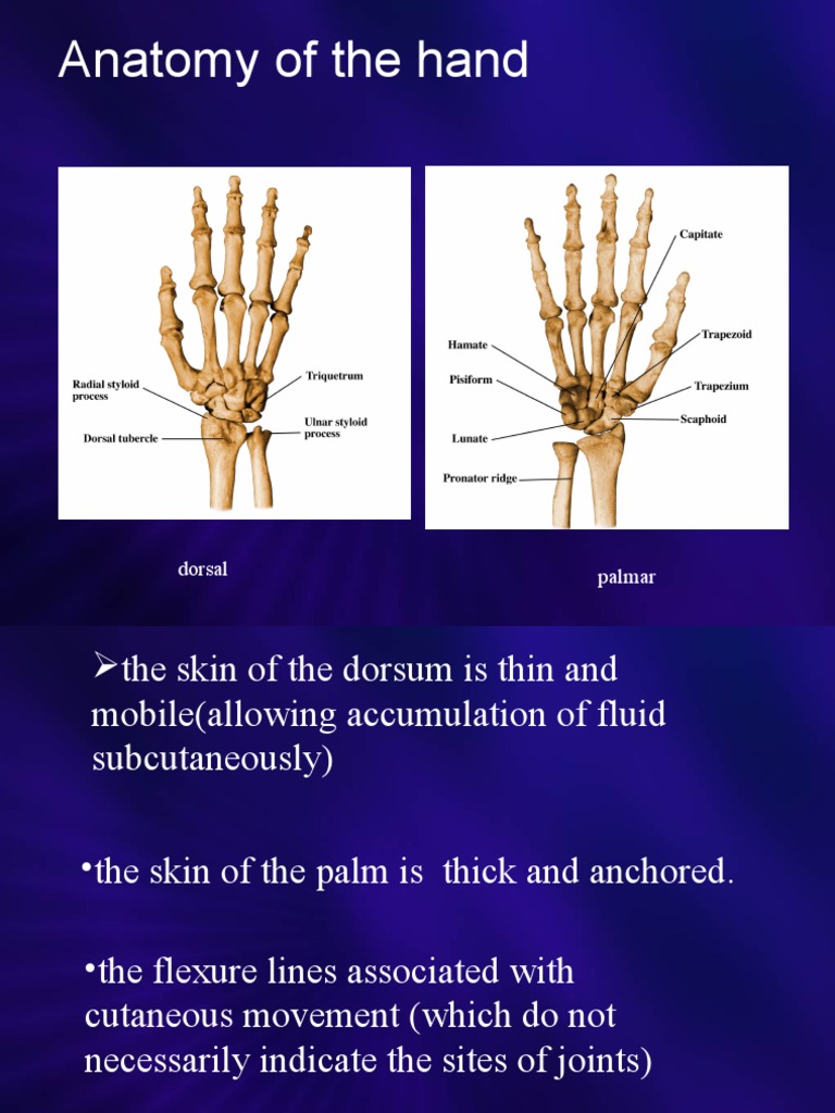 Anatomy of The Hand | PDF | Finger | Hand
