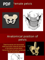 Female Pelvis Diameters Explained | PDF