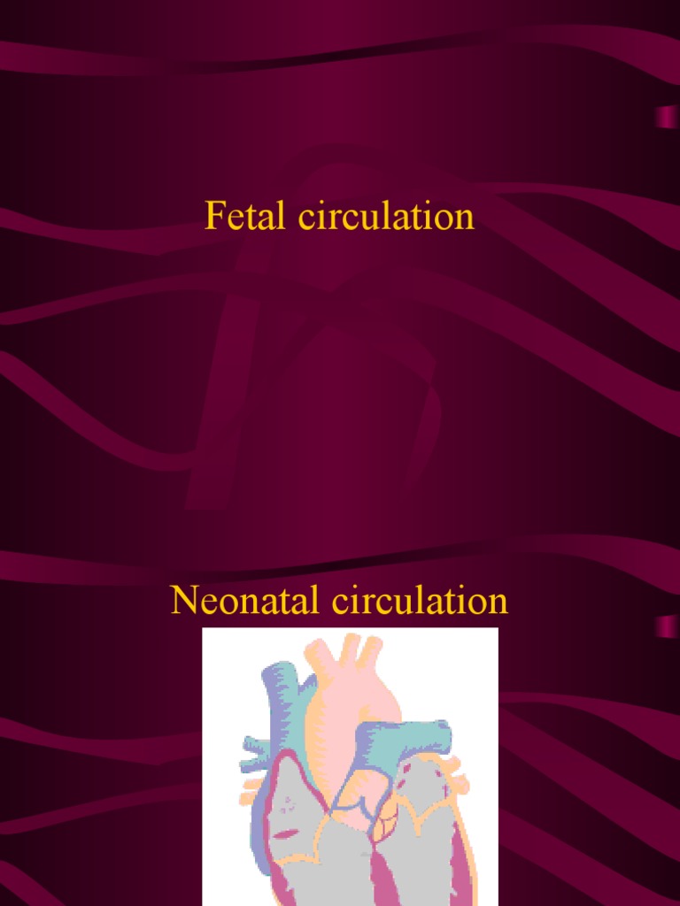 Fetal Circulation and Ductus Venosus | PDF | Circulatory System | Fetus