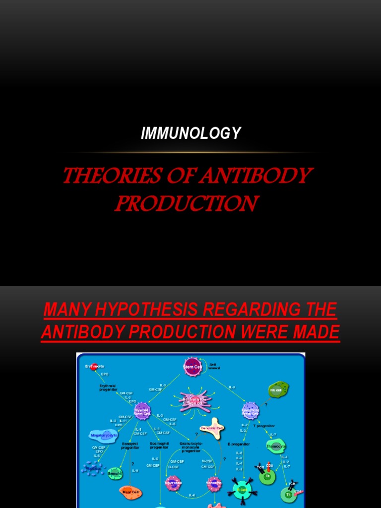 Ab Production Theories | PDF | B Cell | Antibody